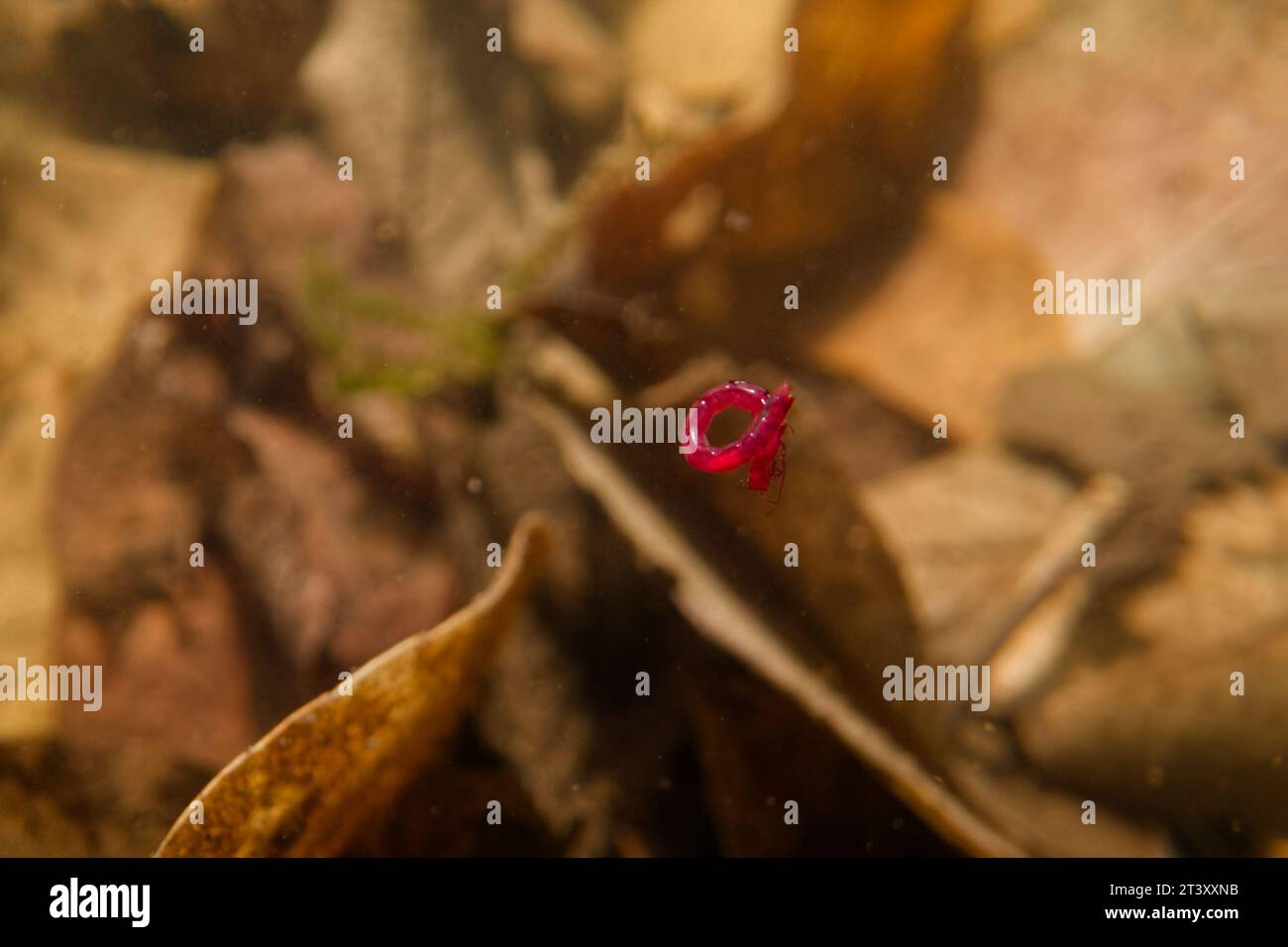 Lake fly larvae swimming in a pond Stock Photo - Alamy