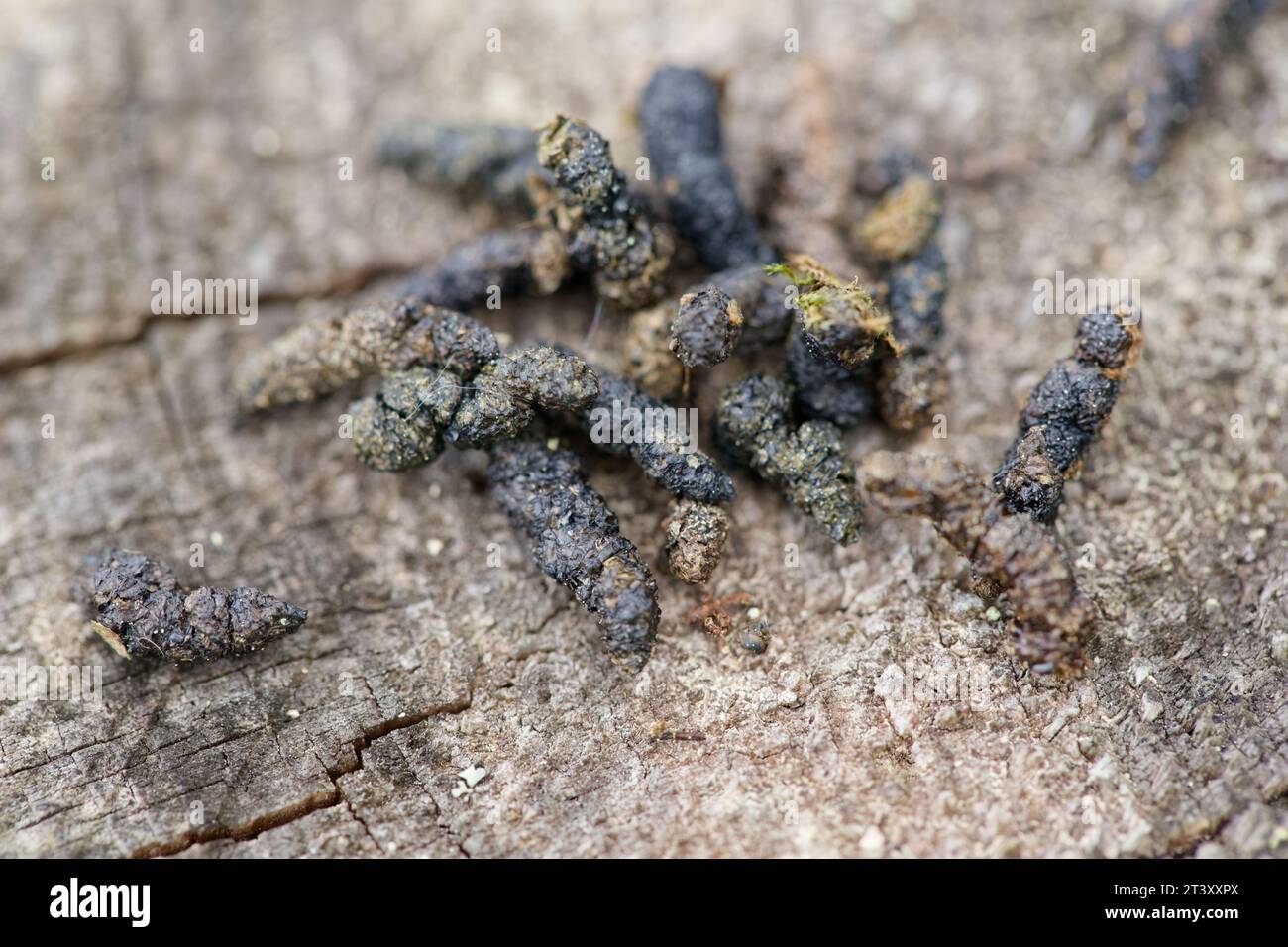 Droppings of the Daubenton's bat Stock Photo - Alamy