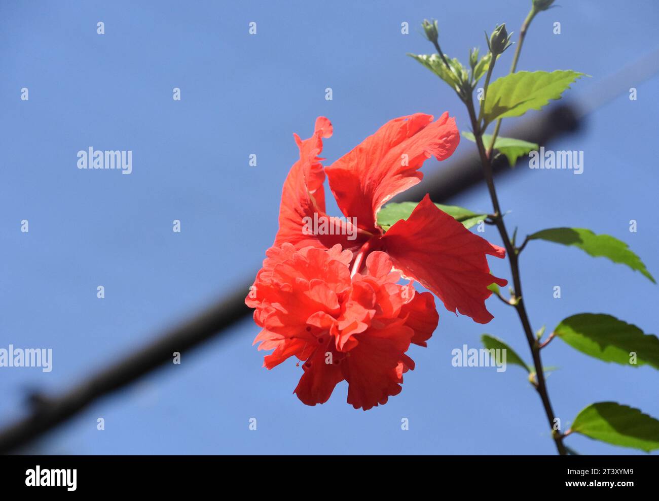 Beautiful flowering double red hibiscus blossom in bloom Stock Photo ...