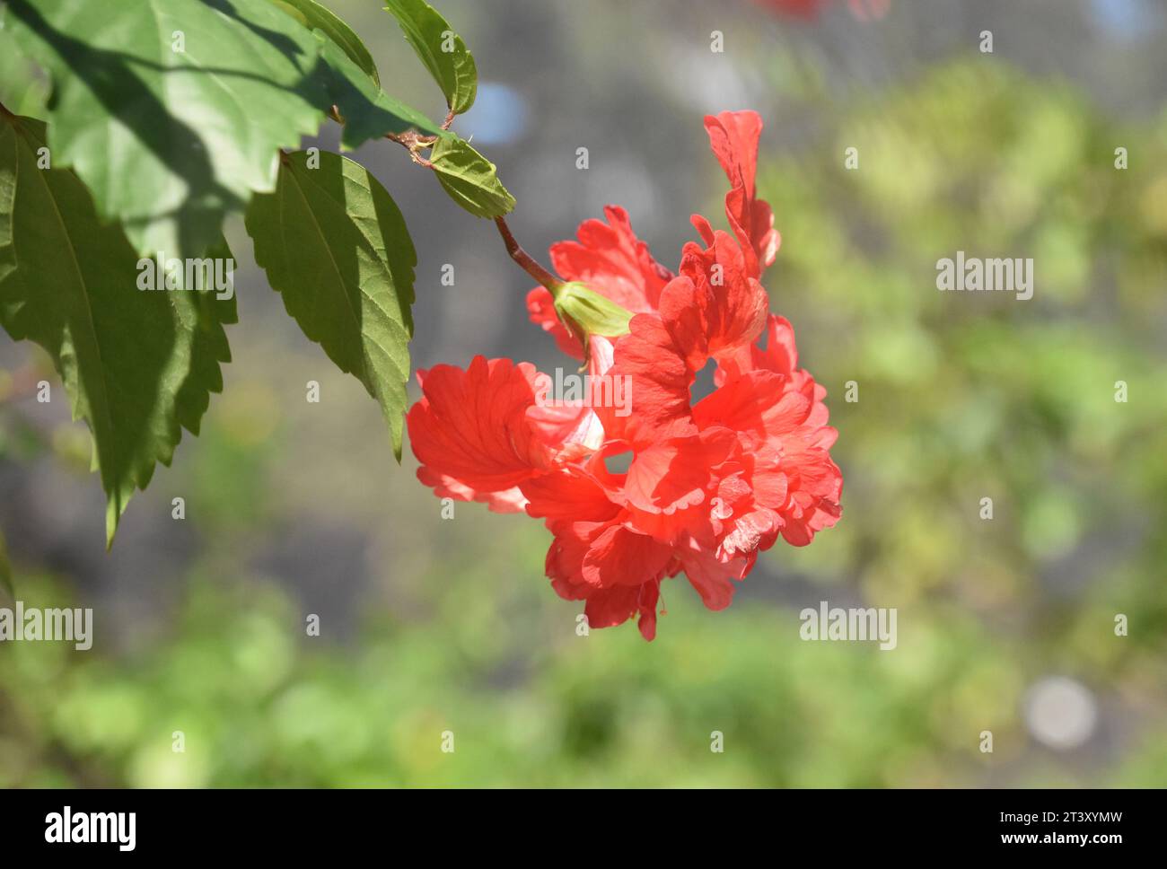 Beautiful red hibiscus flower blossom in the tropics in Aruba Stock ...