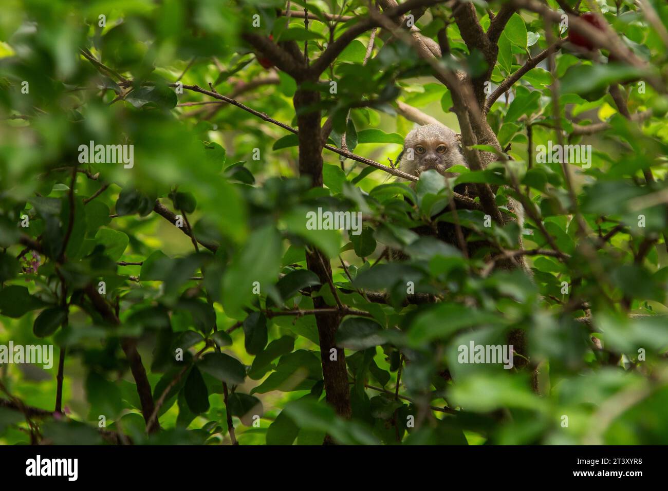 Hidden face tree hi-res stock photography and images - Alamy