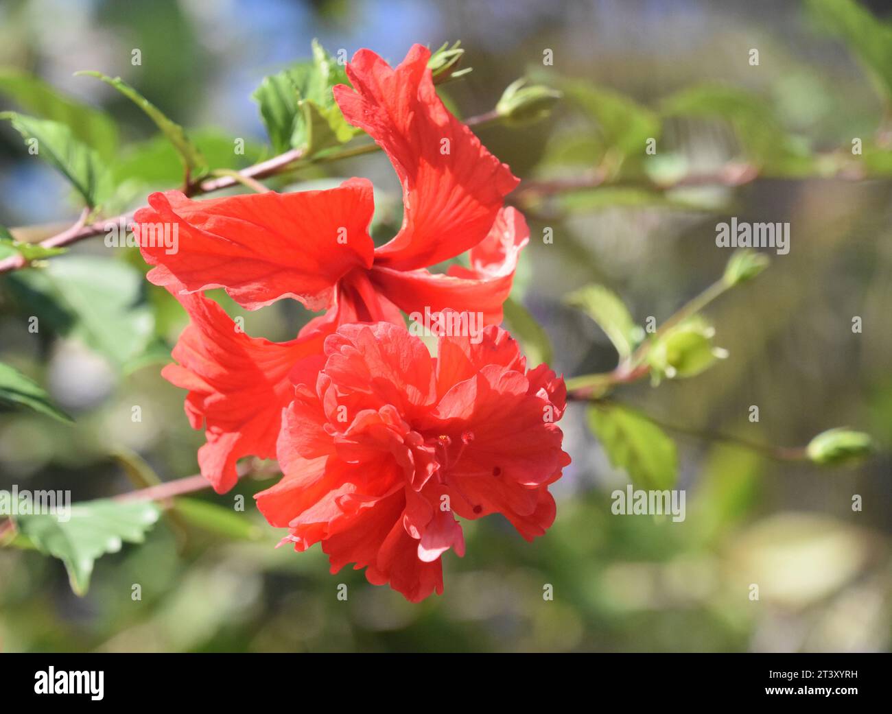 Gorgeous double red hibiscus flower blossom blooming in Aruba Stock ...