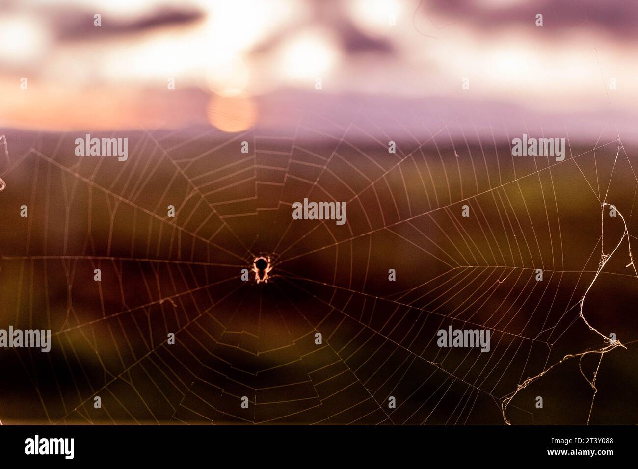 A macro shot of a spiderweb in the center of the frame, illuminated by ...