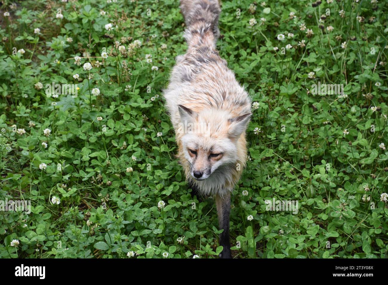 Adorable red fox creeping through the clover and weeds Stock Photo - Alamy