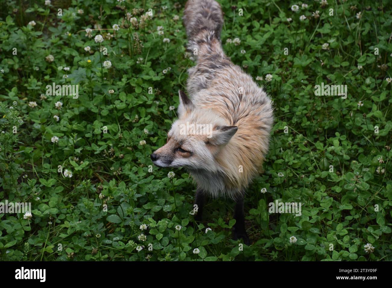 Adorable playful red true fox playing in clover and weeds Stock Photo ...