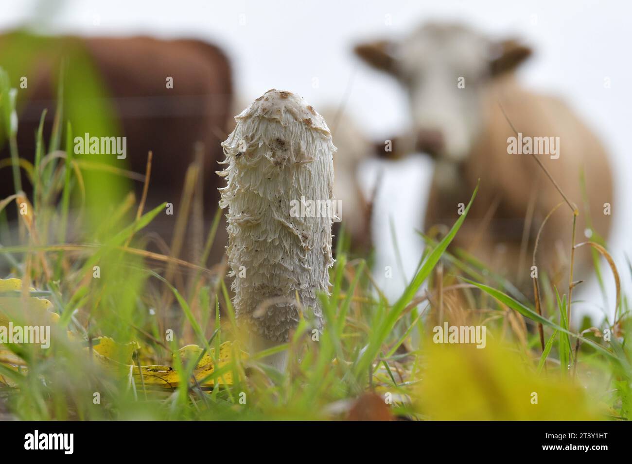 Inkhorn hi-res stock photography and images - Alamy