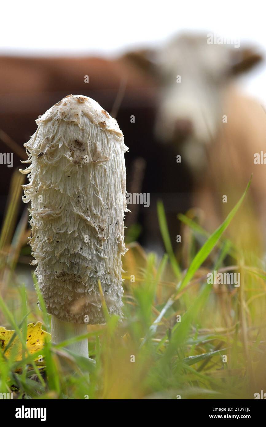 Inkhorn hi-res stock photography and images - Alamy