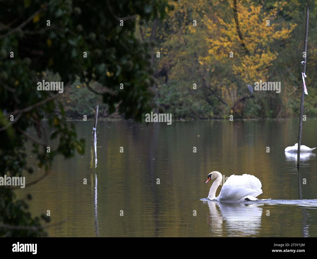 27 October 2023, Brandenburg, Töplitz: A swan swims on the Wublitz ...