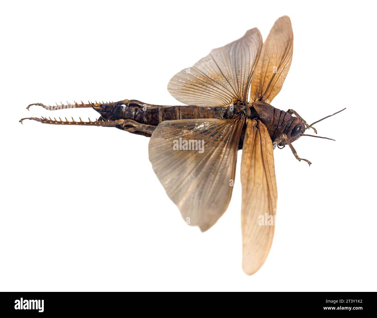 Anacridium aegyptium (Egyptian Grasshopper, Tree Locust) isolated on a ...