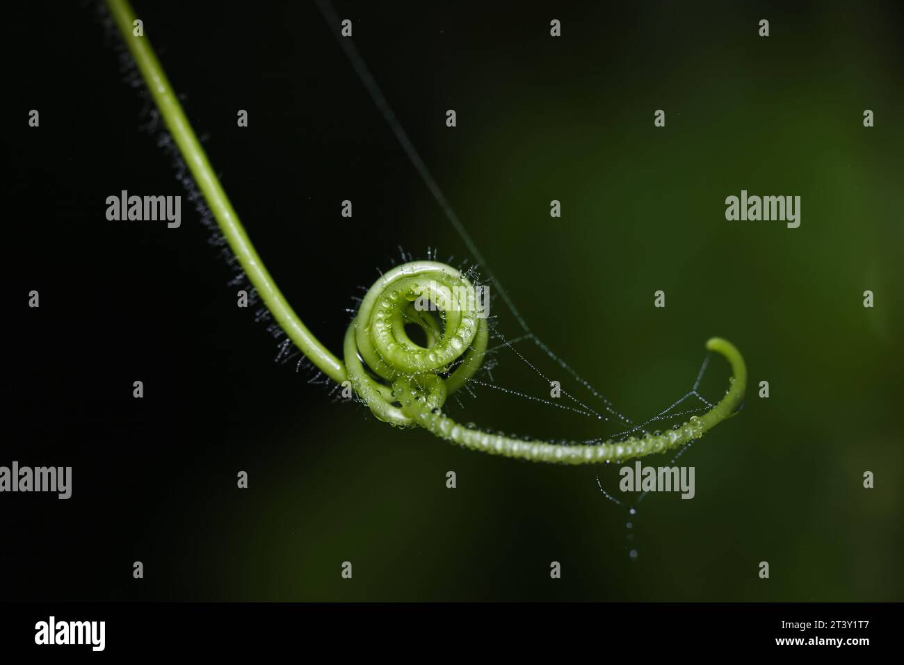 Fern bangladesh hi-res stock photography and images - Alamy