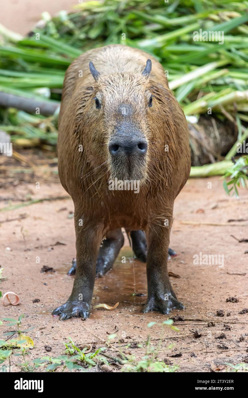 The capybara (Hydrochoerus hydrochaeris Stock Photo - Alamy