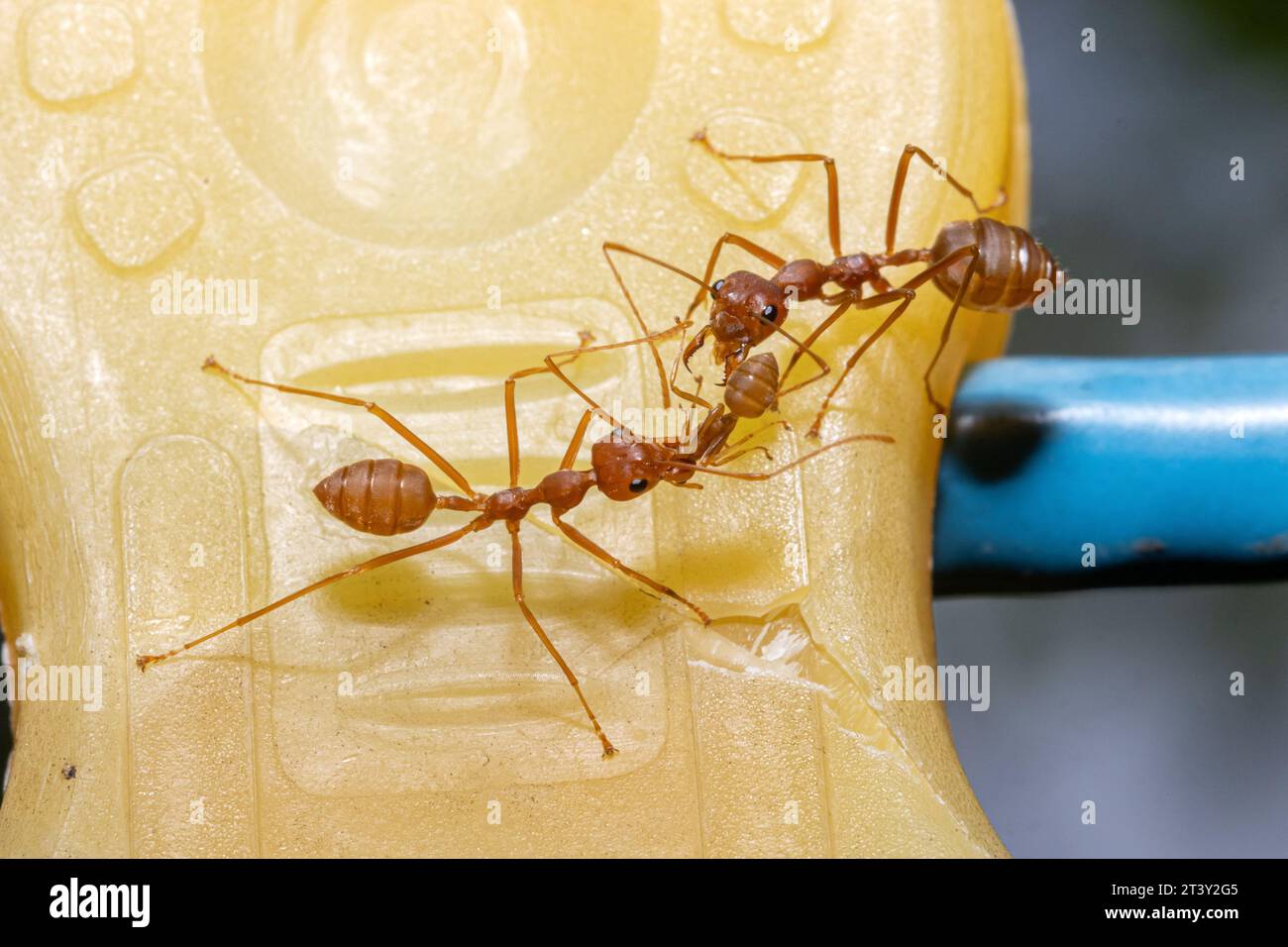 Ant attack hi-res stock photography and images - Alamy