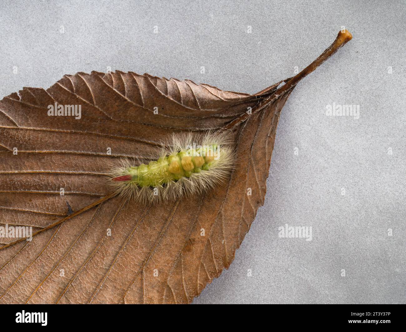 Pale Tussock moth Calliteara pudibunda on beech leaf. UK Stock Photo ...