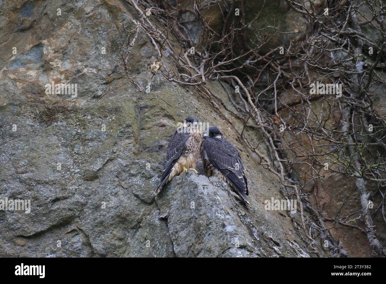 Peregrine Falcon juveniles, Falco peregrinus , on a rock face, Wales ...