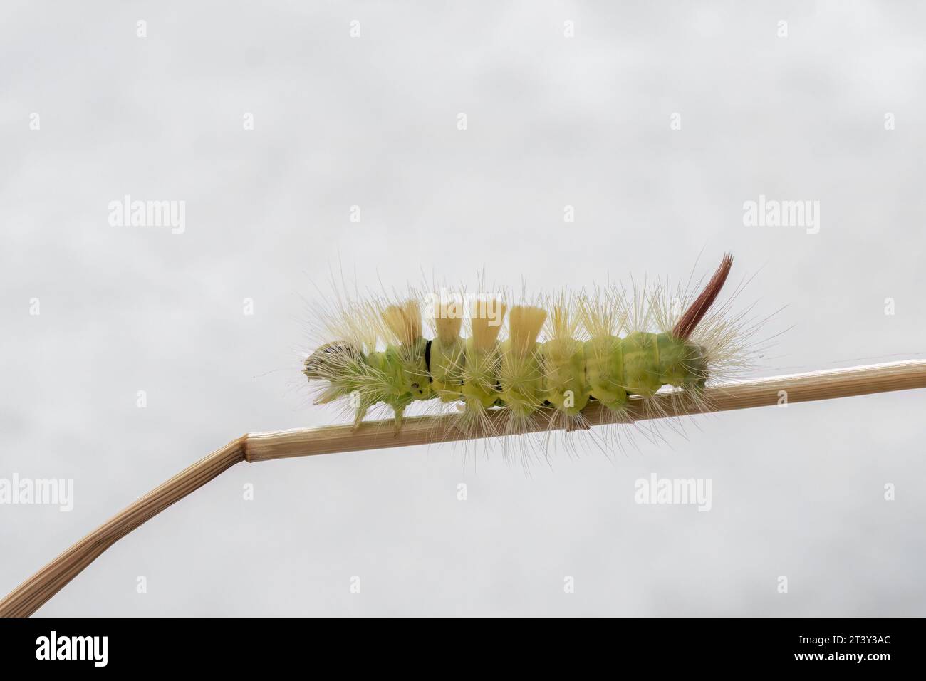 Pale Tussock moth Calliteara pudibunda on stalk Stock Photo - Alamy