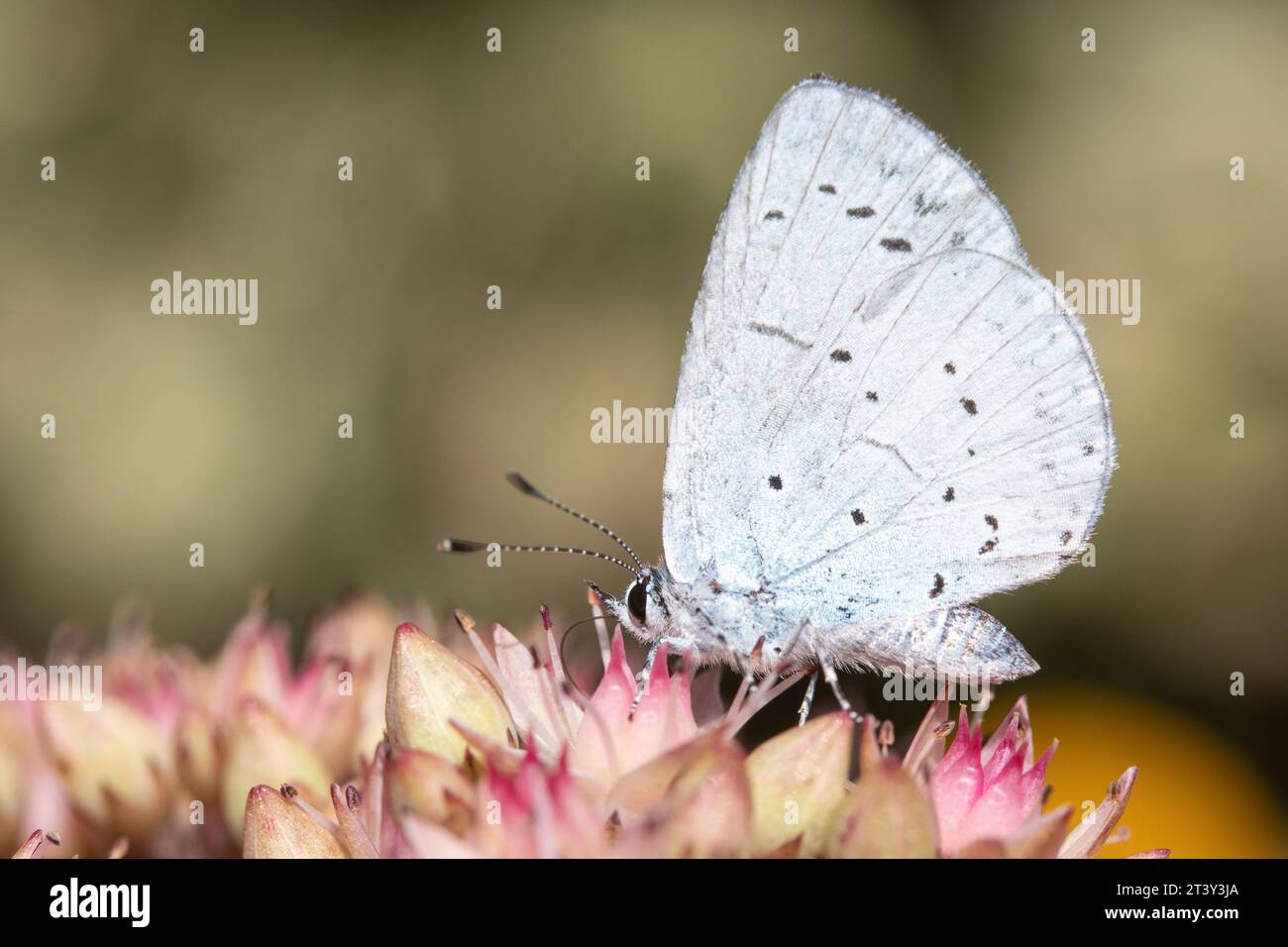 Sedum matrona hi-res stock photography and images - Alamy