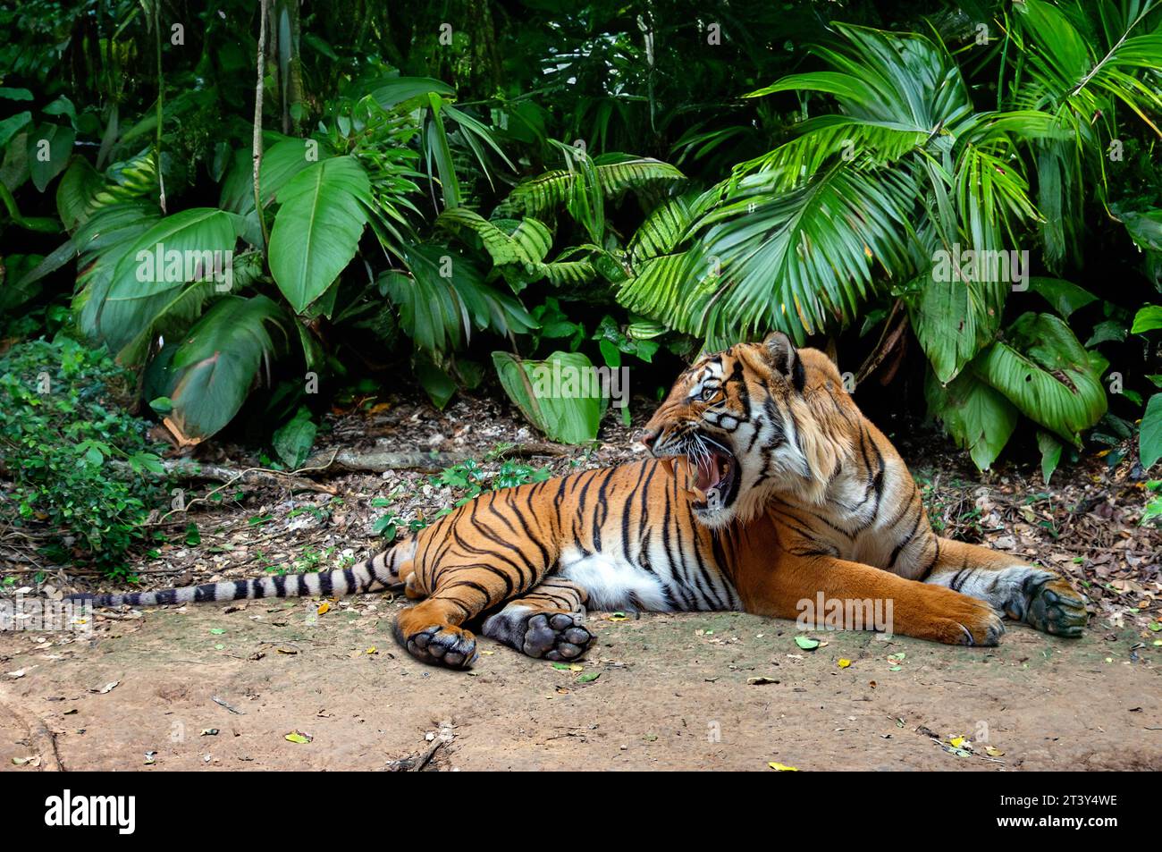 The lying malayan tiger roars in the tropical nature Stock Photo - Alamy