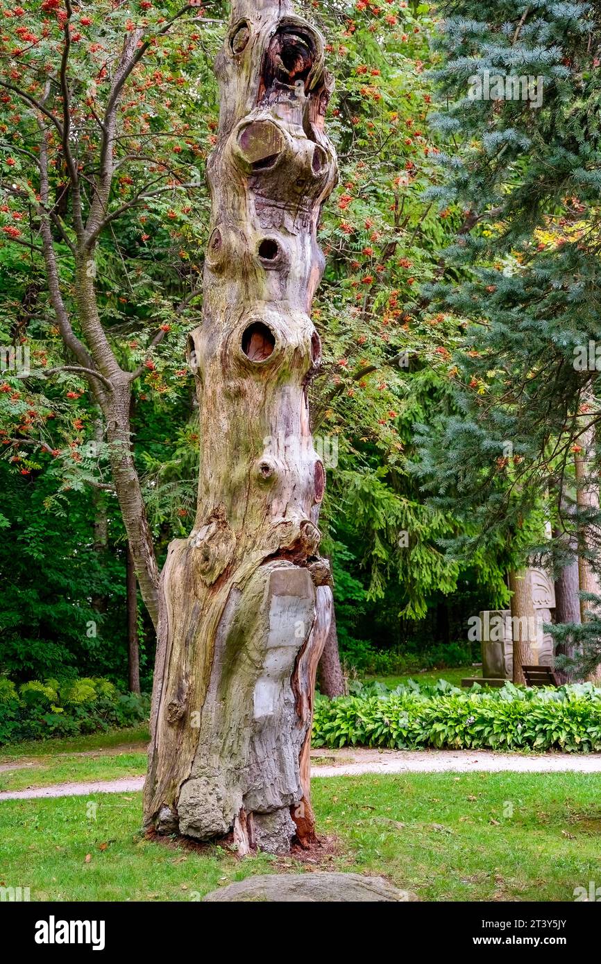 Strange tree hi-res stock photography and images - Alamy