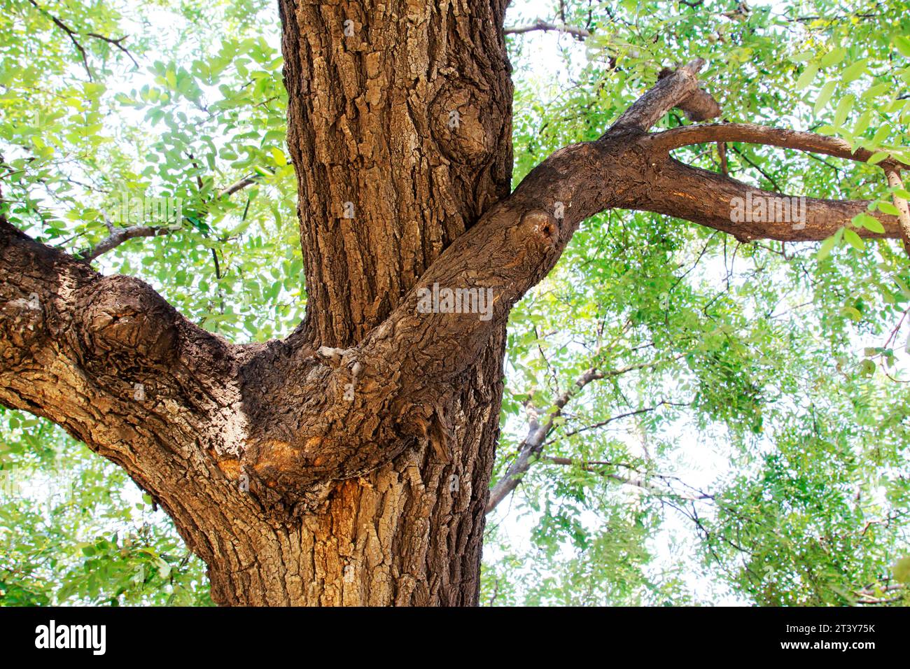 Luxuriant branches hi-res stock photography and images - Alamy