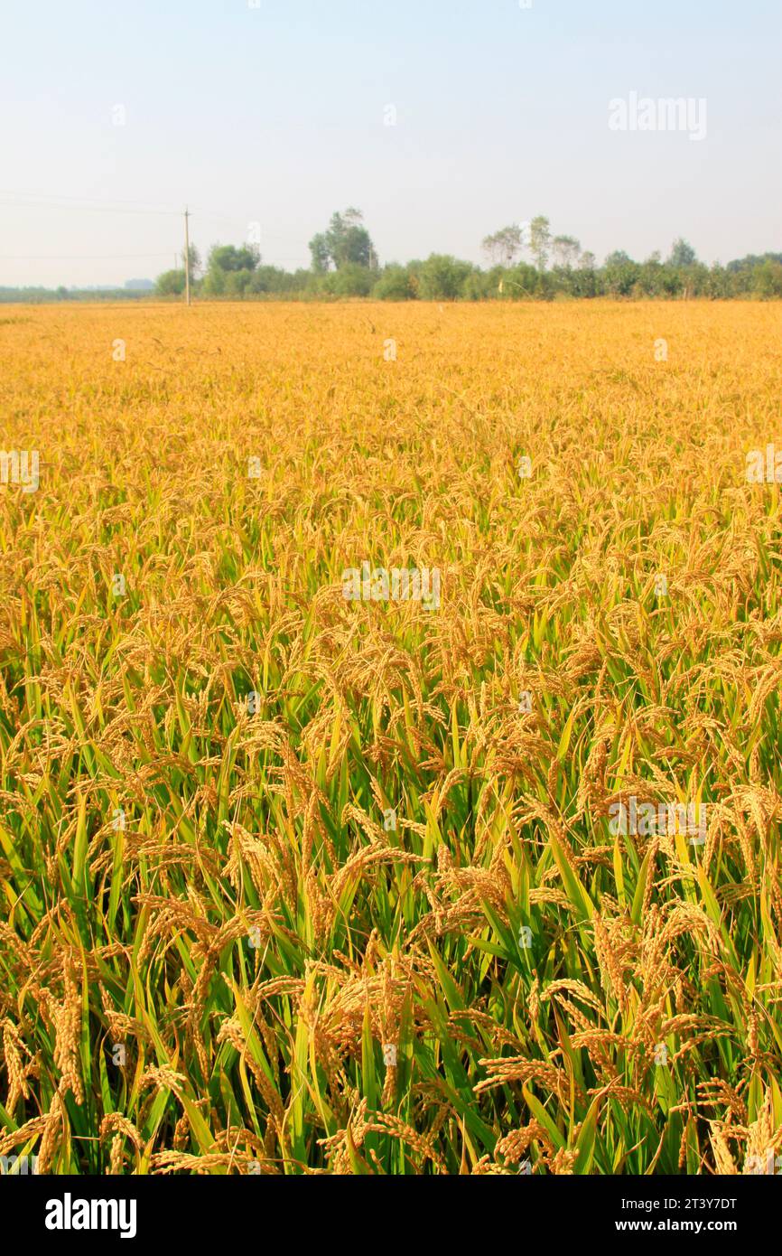 harvest of rice grain in rural in autumn north china Stock Photo - Alamy