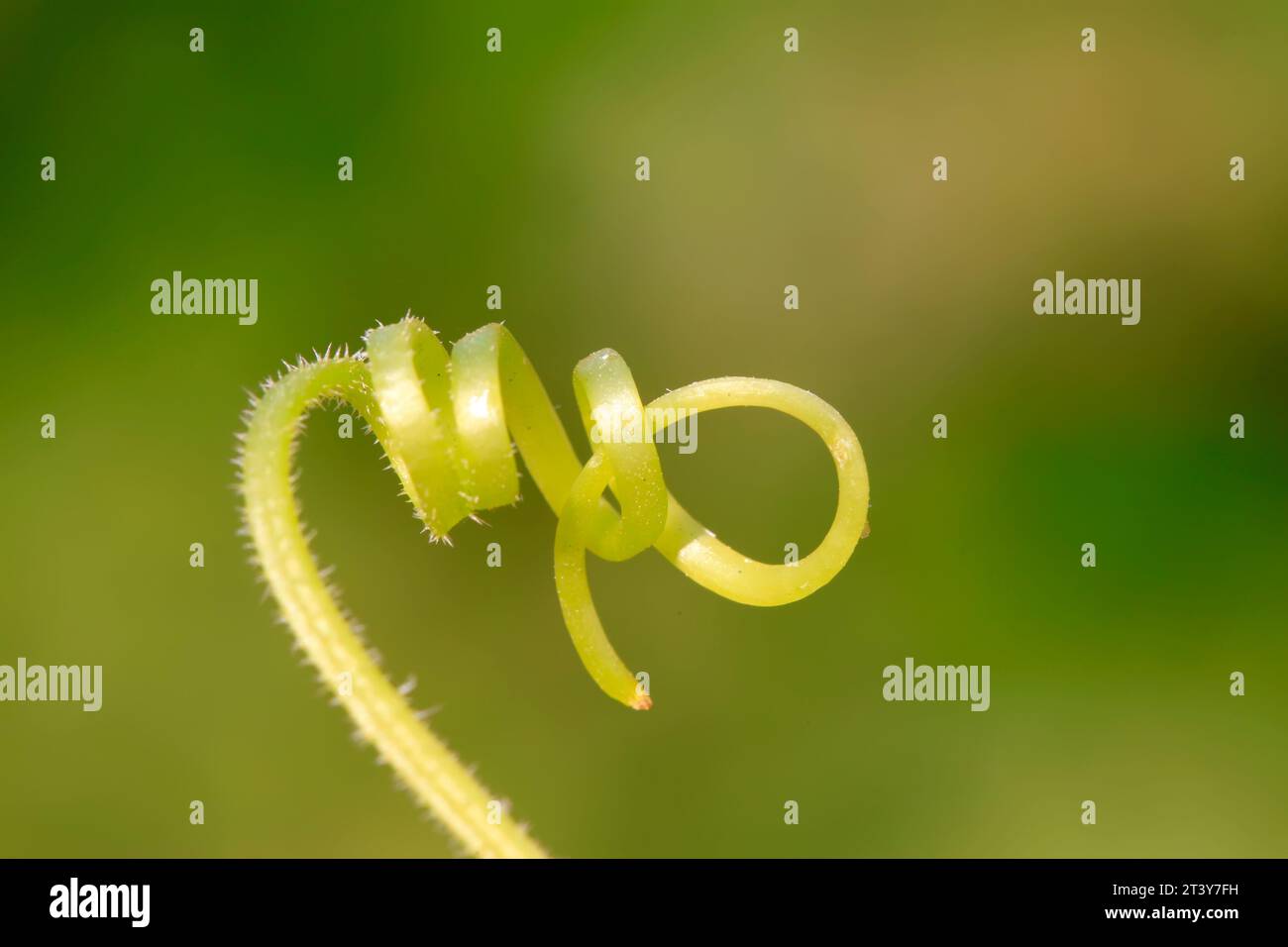 Twisted gourd hi-res stock photography and images - Alamy