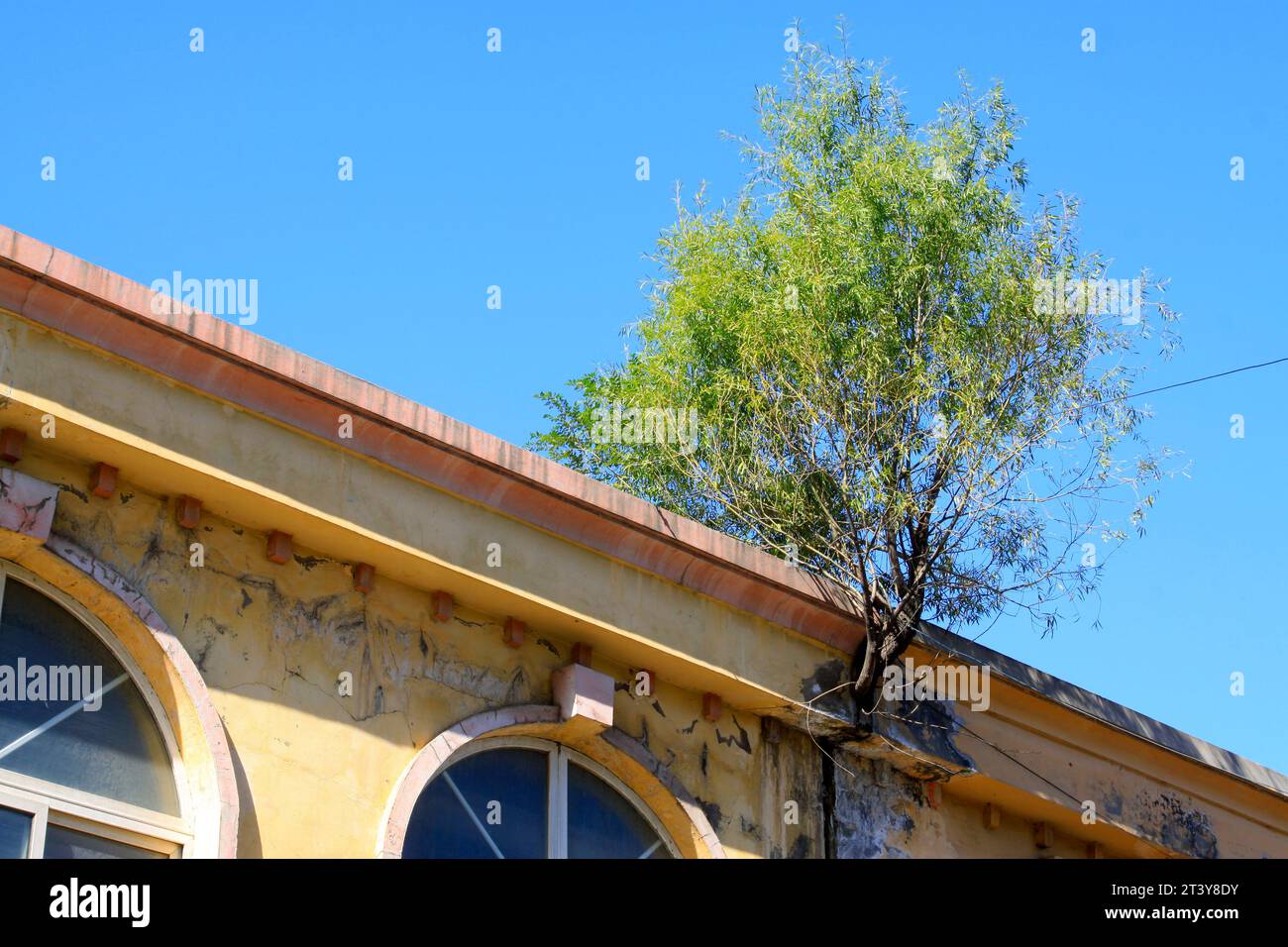 Grows in old walls hi-res stock photography and images - Alamy