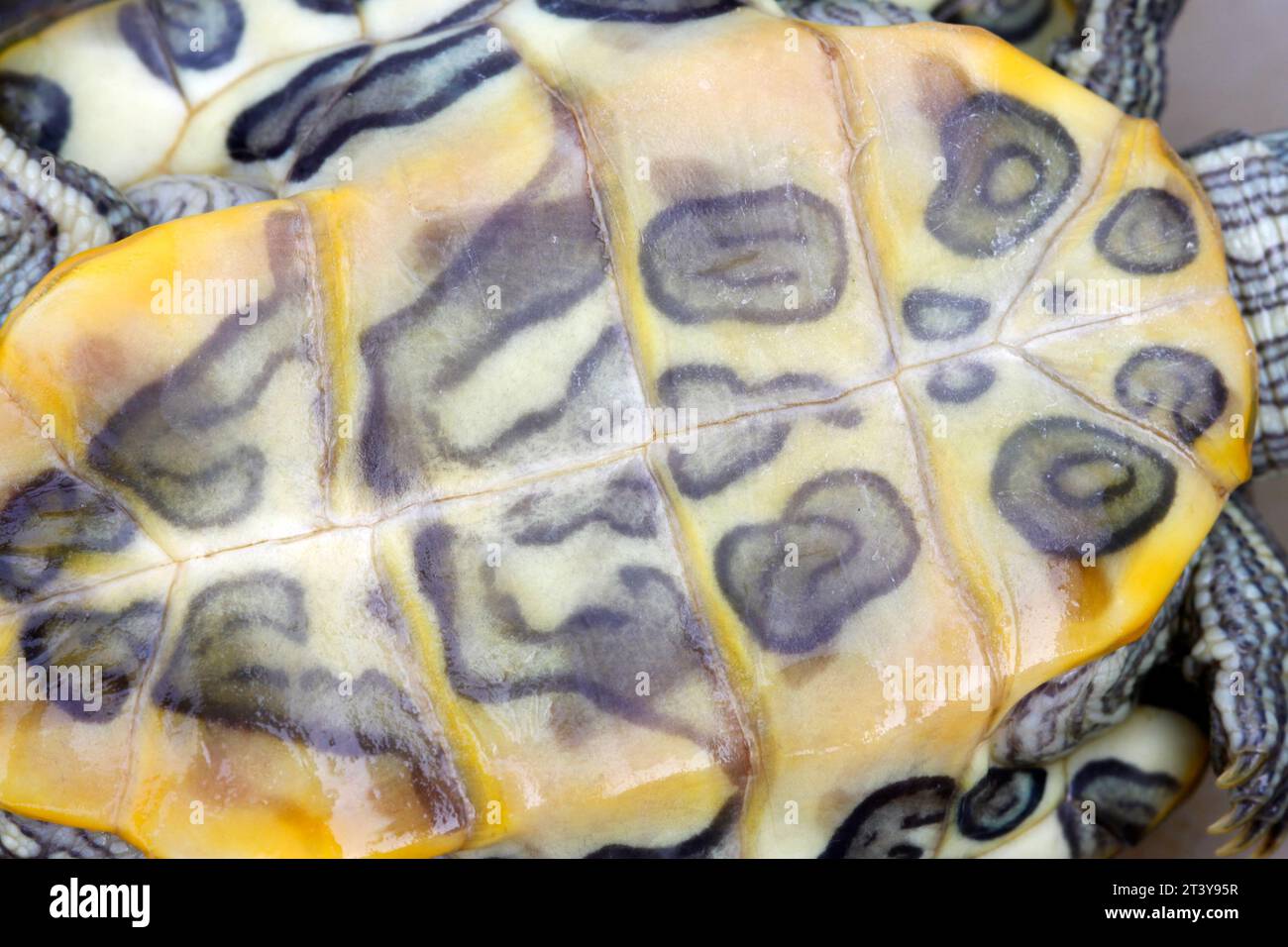 closeup of photo, tortoise abdominal markings Stock Photo - Alamy