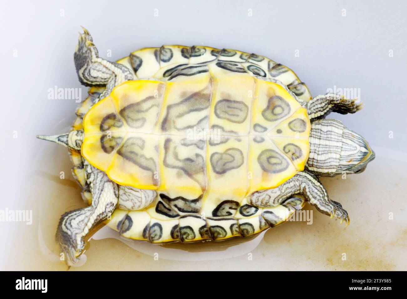 abdomen of Brazilian tortoise on a white background Stock Photo - Alamy