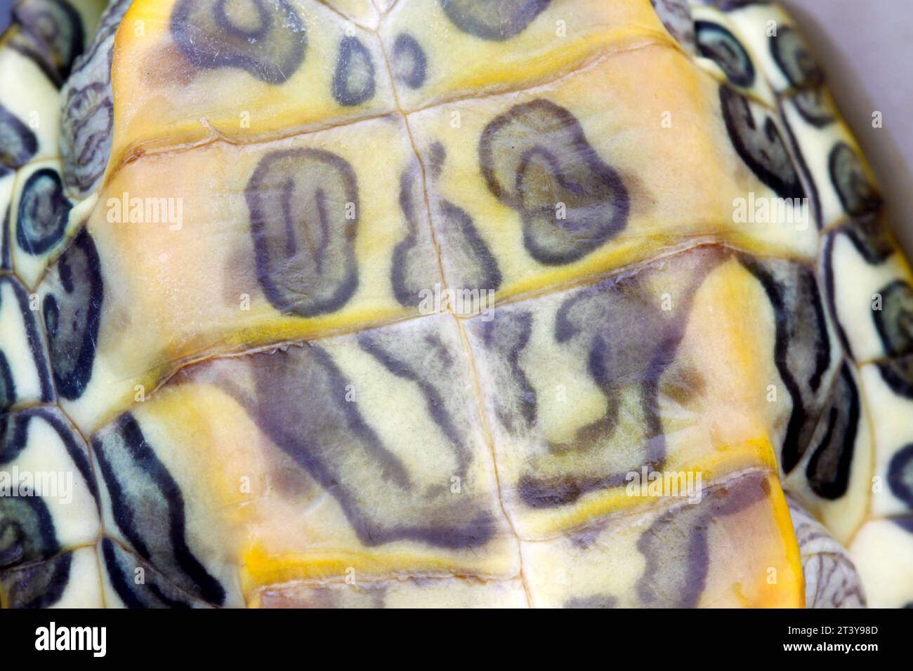 closeup of photo, tortoise abdominal markings Stock Photo - Alamy