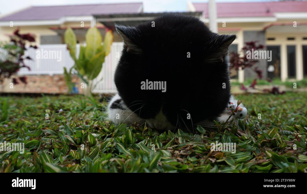 A cat enjoying the smell of grass in the yard in the afternoon Stock ...