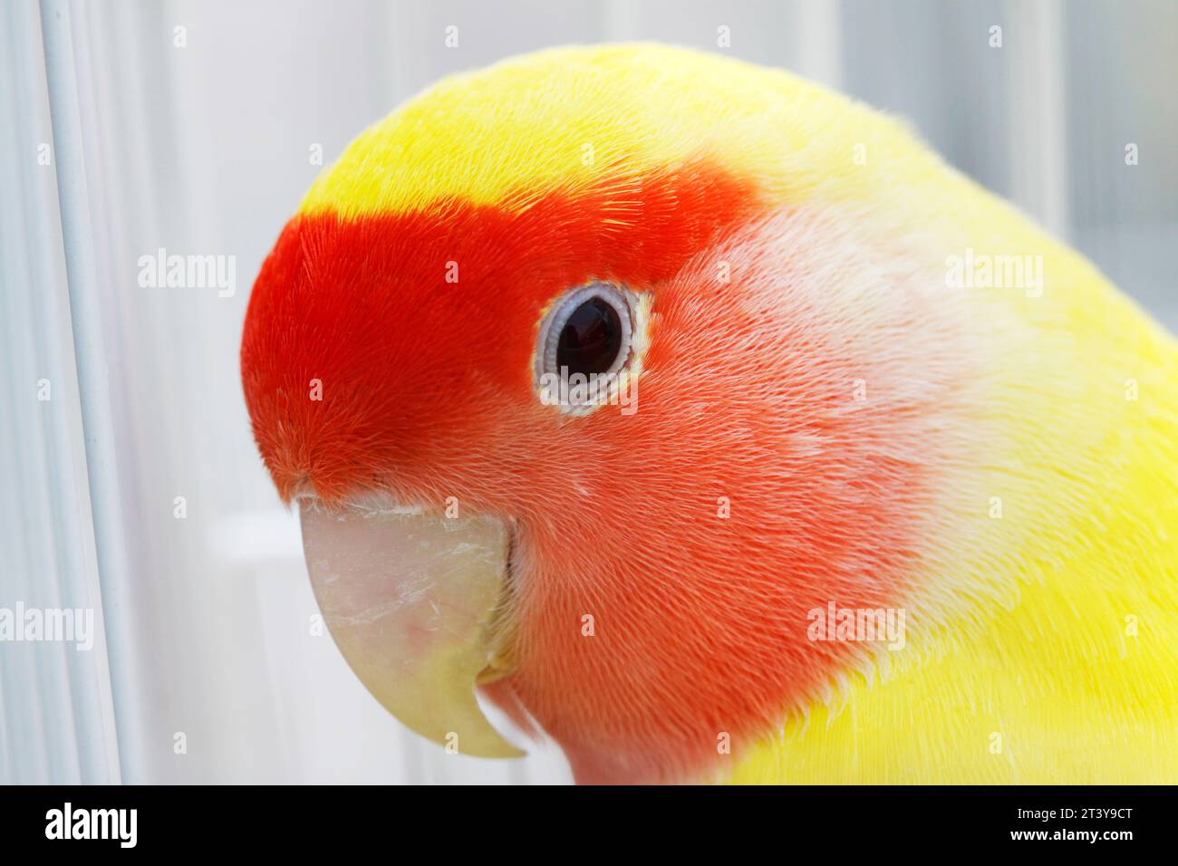 parrot in cage, closeup of photo in a zoo Stock Photo - Alamy