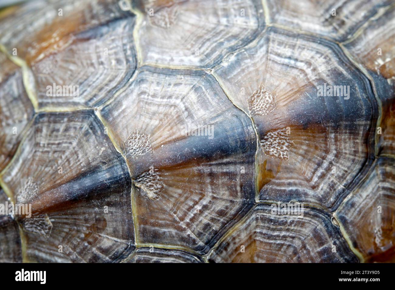 Tortoise shell pattern hi-res stock photography and images - Alamy