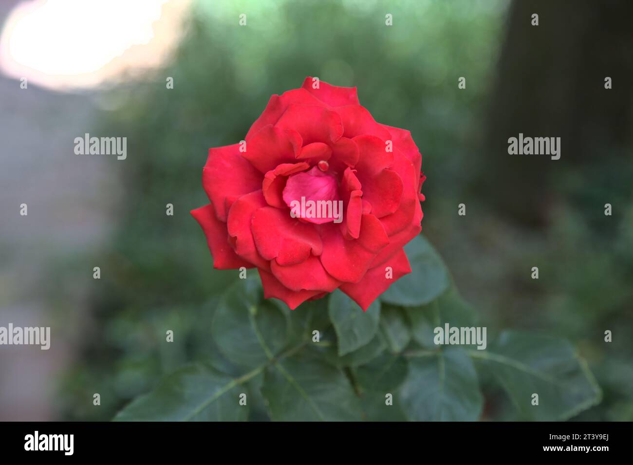 Red rose in bloom seen up close Stock Photo - Alamy