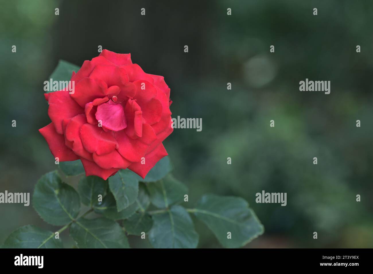 Red rose in bloom seen up close Stock Photo - Alamy
