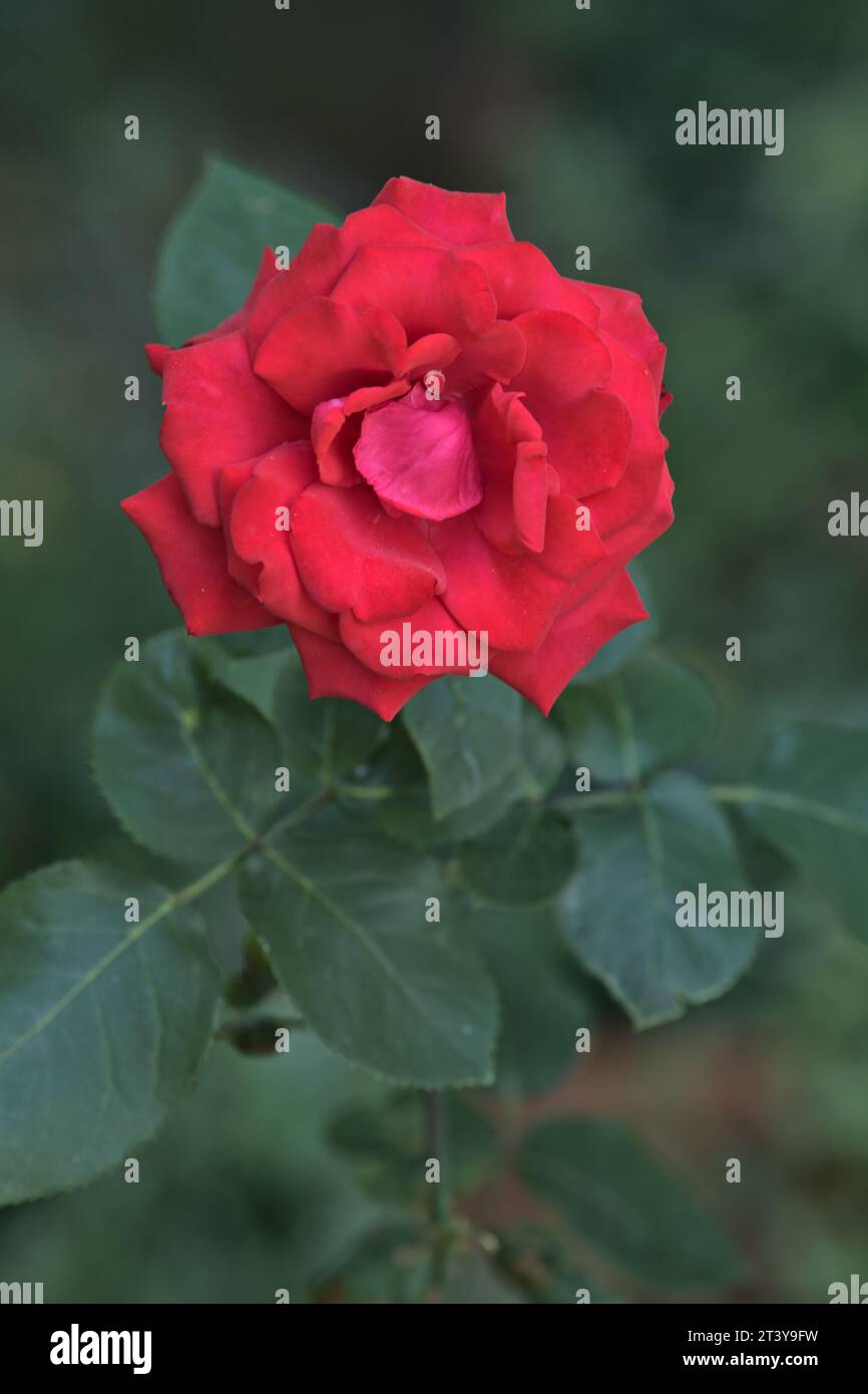 Red rose in bloom seen up close Stock Photo - Alamy