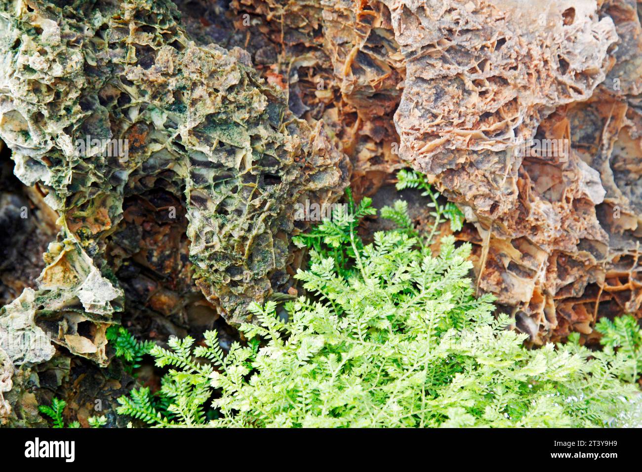 Rock texture in a geological park, closeup of photo Stock Photo - Alamy