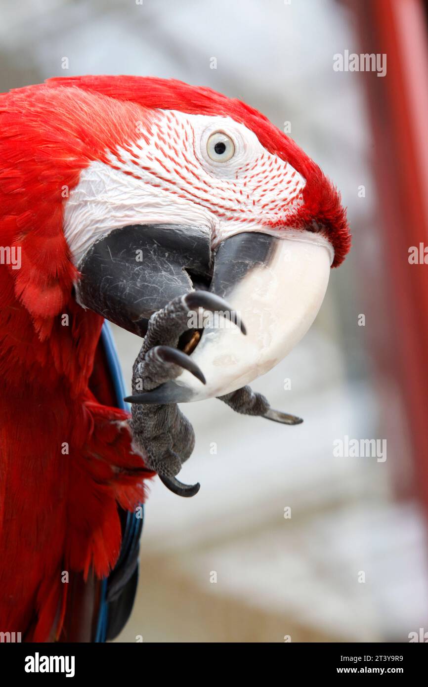 The Ara chloropterus is a large, red, yellow and blue South American ...