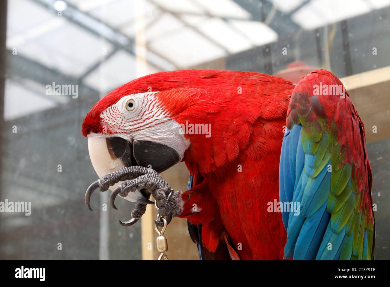 The Ara chloropterus is a large, red, yellow and blue South American ...