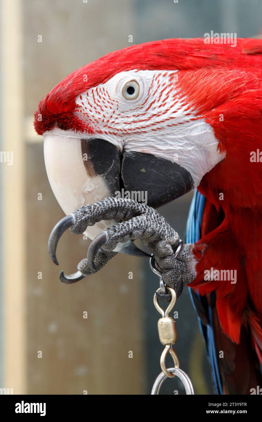 The Ara chloropterus is a large, red, yellow and blue South American ...