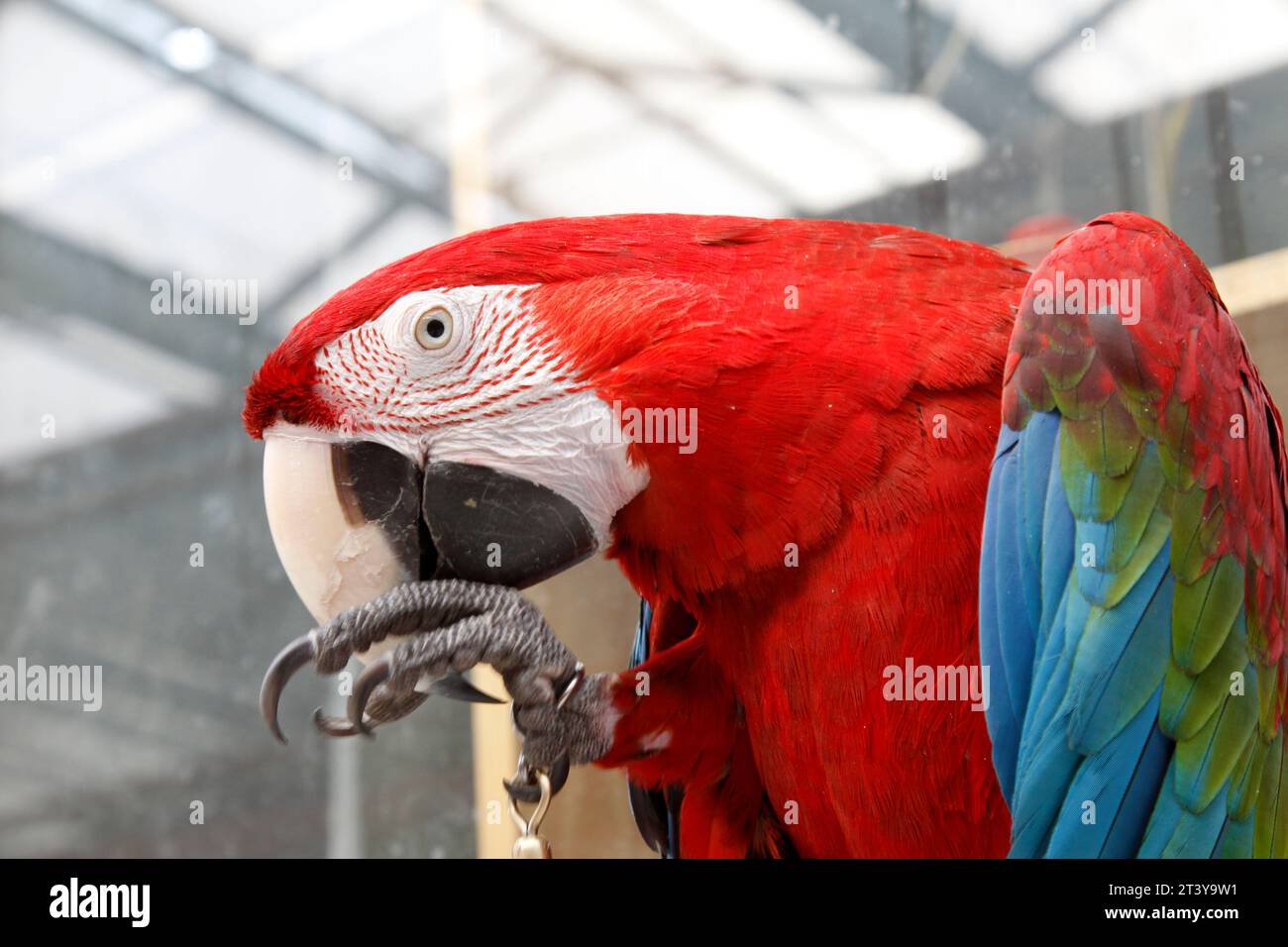The Ara chloropterus is a large, red, yellow and blue South American ...