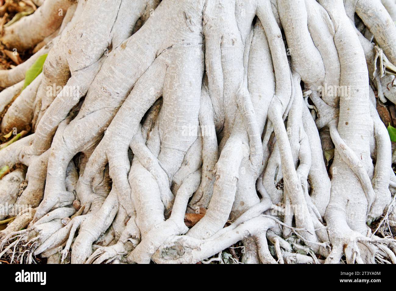 Banyan tree roots in a garden, north china Stock Photo - Alamy