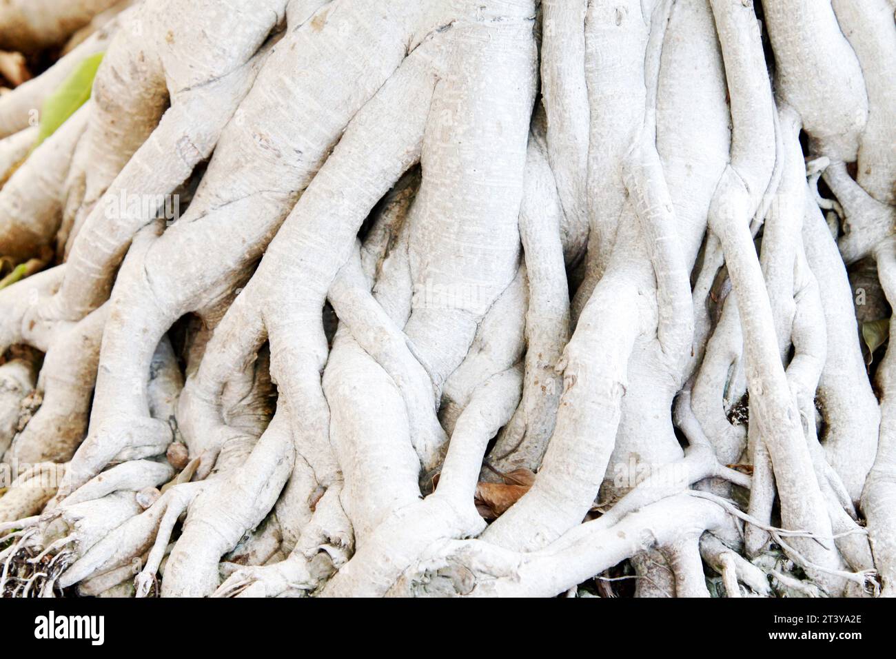 Banyan tree roots in a garden, north china Stock Photo - Alamy