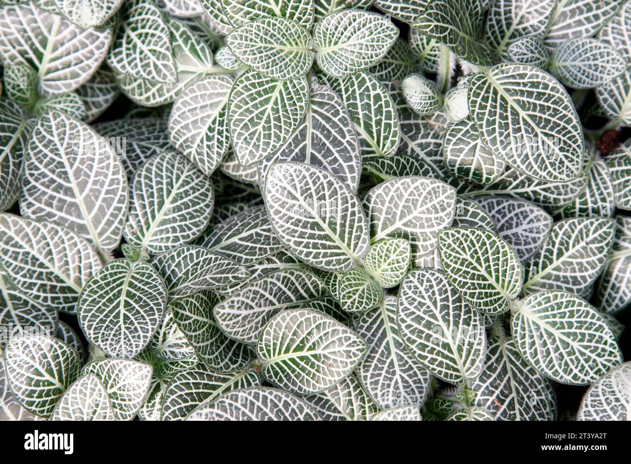 Pilea notata leaves in a garden, north china Stock Photo - Alamy
