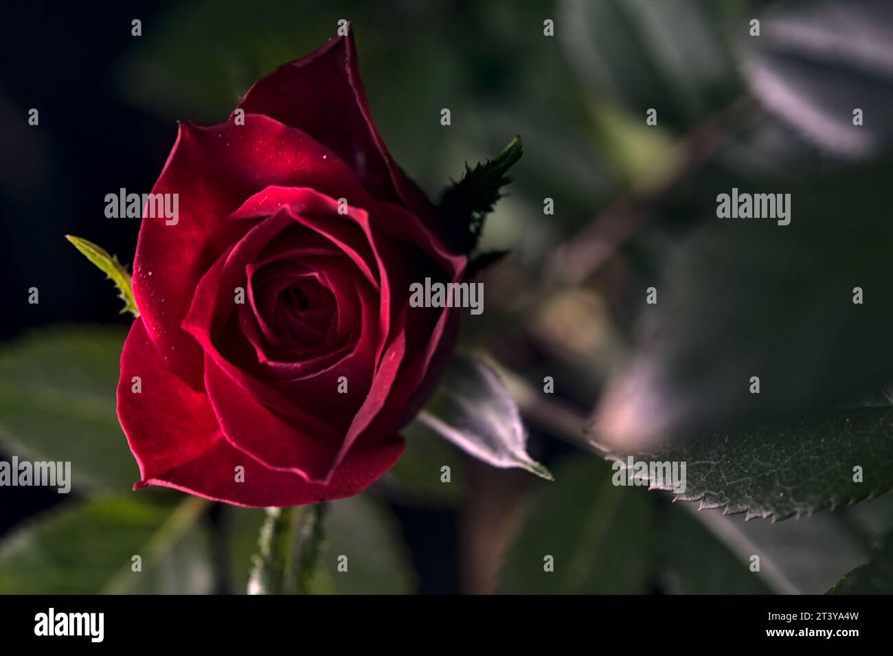 Red rose in bloom seen up close Stock Photo - Alamy