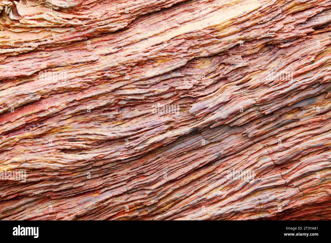 tree fossil texture, peculiar natural landscape, china Stock Photo - Alamy