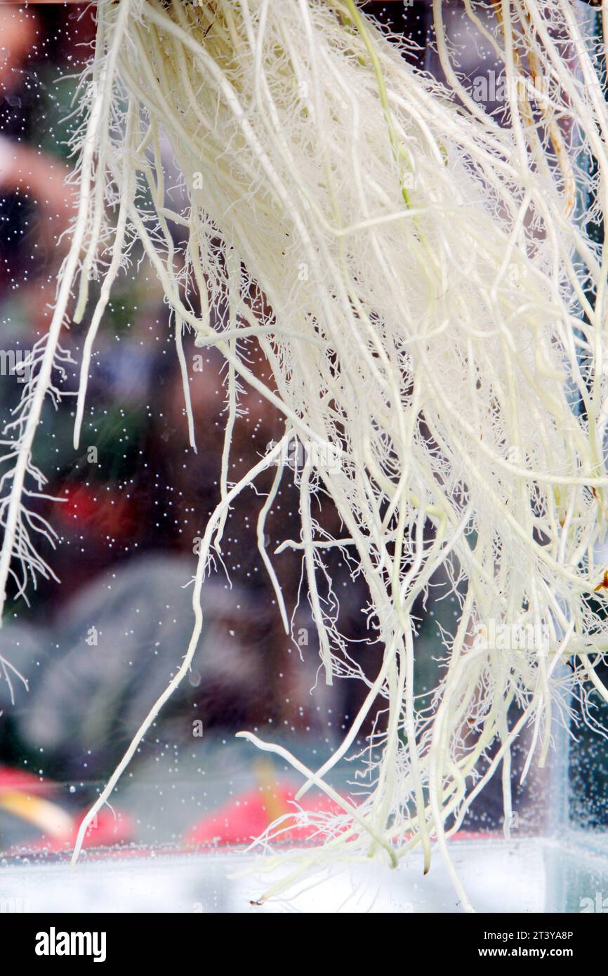 Hydroponics roots hi-res stock photography and images - Alamy