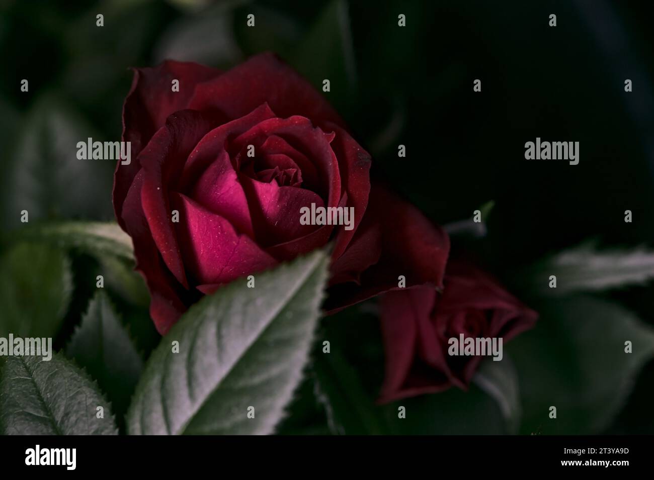 Red rose in bloom seen up close Stock Photo - Alamy