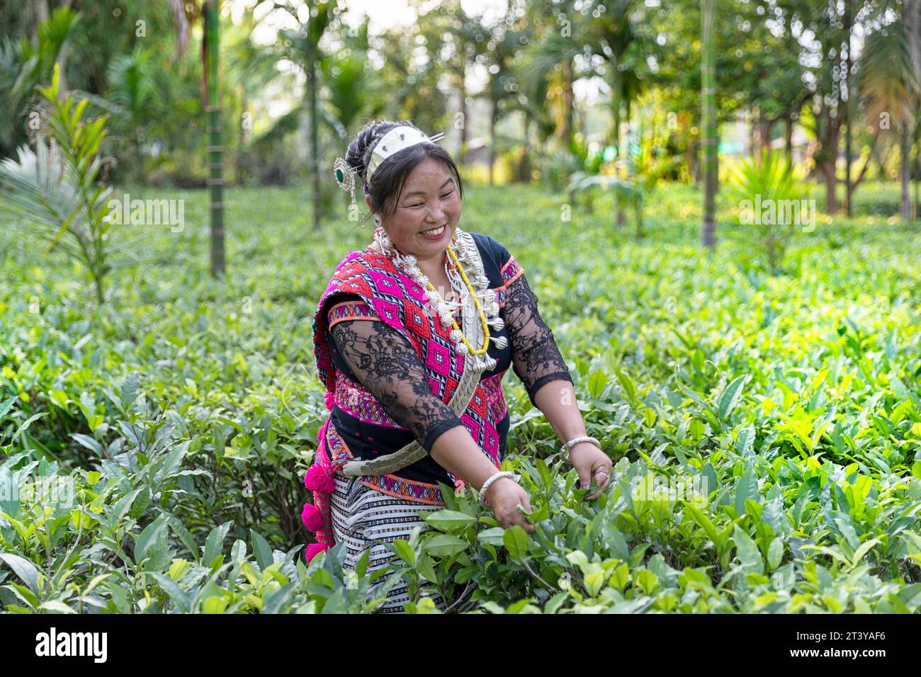 Plantation woman in traditional attire hi-res stock photography and ...