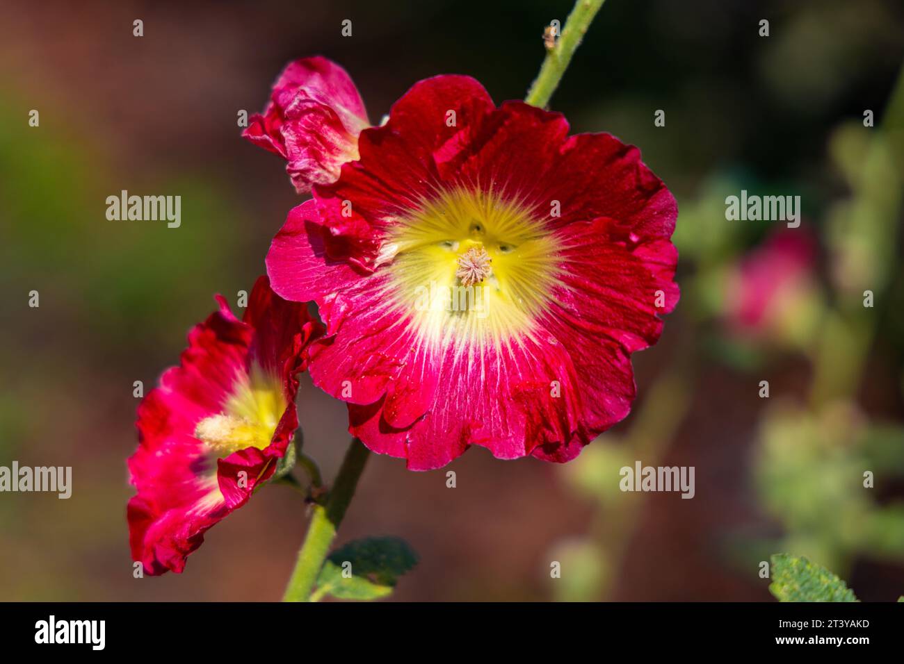 Common hollyhock - latin Alcea rosea - ornamental dicot flowering plant ...