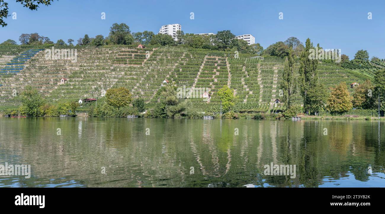 landscape with vine terracing on river Neckar left bank near Hofen ...